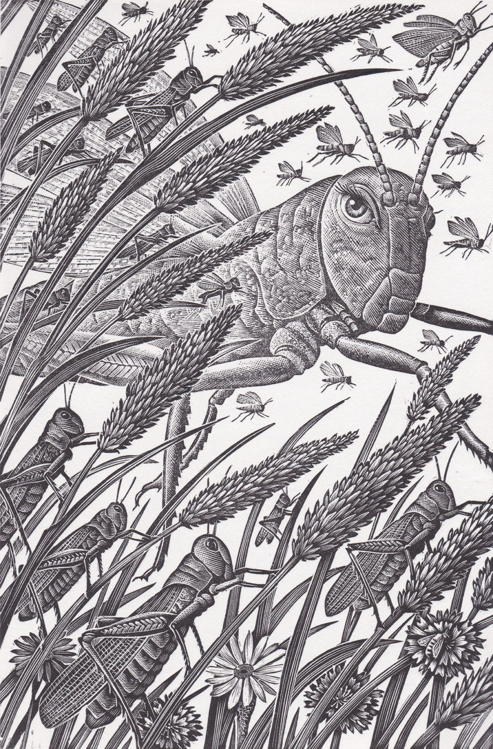 Andrew Davidson's stunning engravings for Ransom Riggs' Tales of the ...