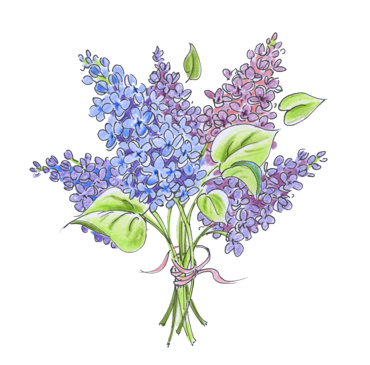 Mary Woodin illustrates Ten-Step Drawing: Flowers for Quarto - The ...