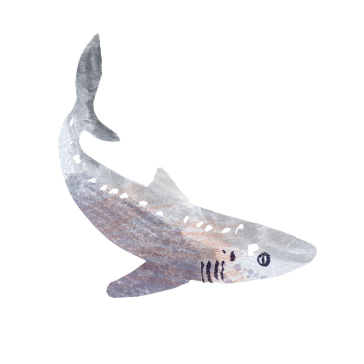 Claire Harrup illustrates beautifully textured fish for Eating Well ...