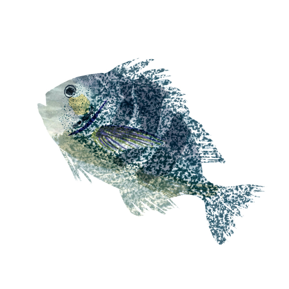 Claire Harrup illustrates beautifully textured fish for Eating Well ...