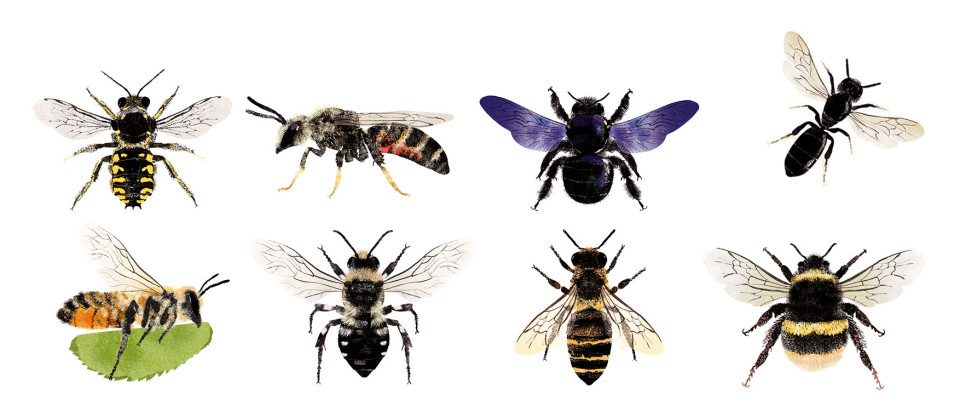 Quite the buzz: Claire Harrup Illustrates The Wild Bee Handbook for ...